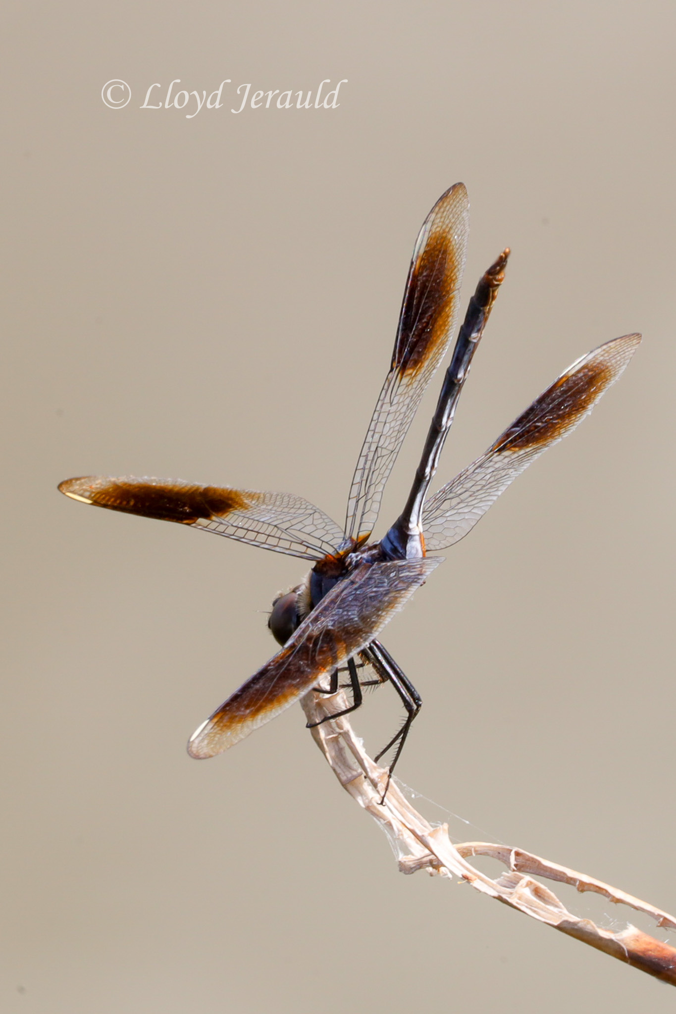 Photos by Lloyd – Photos of dragonflies in the Eastern US