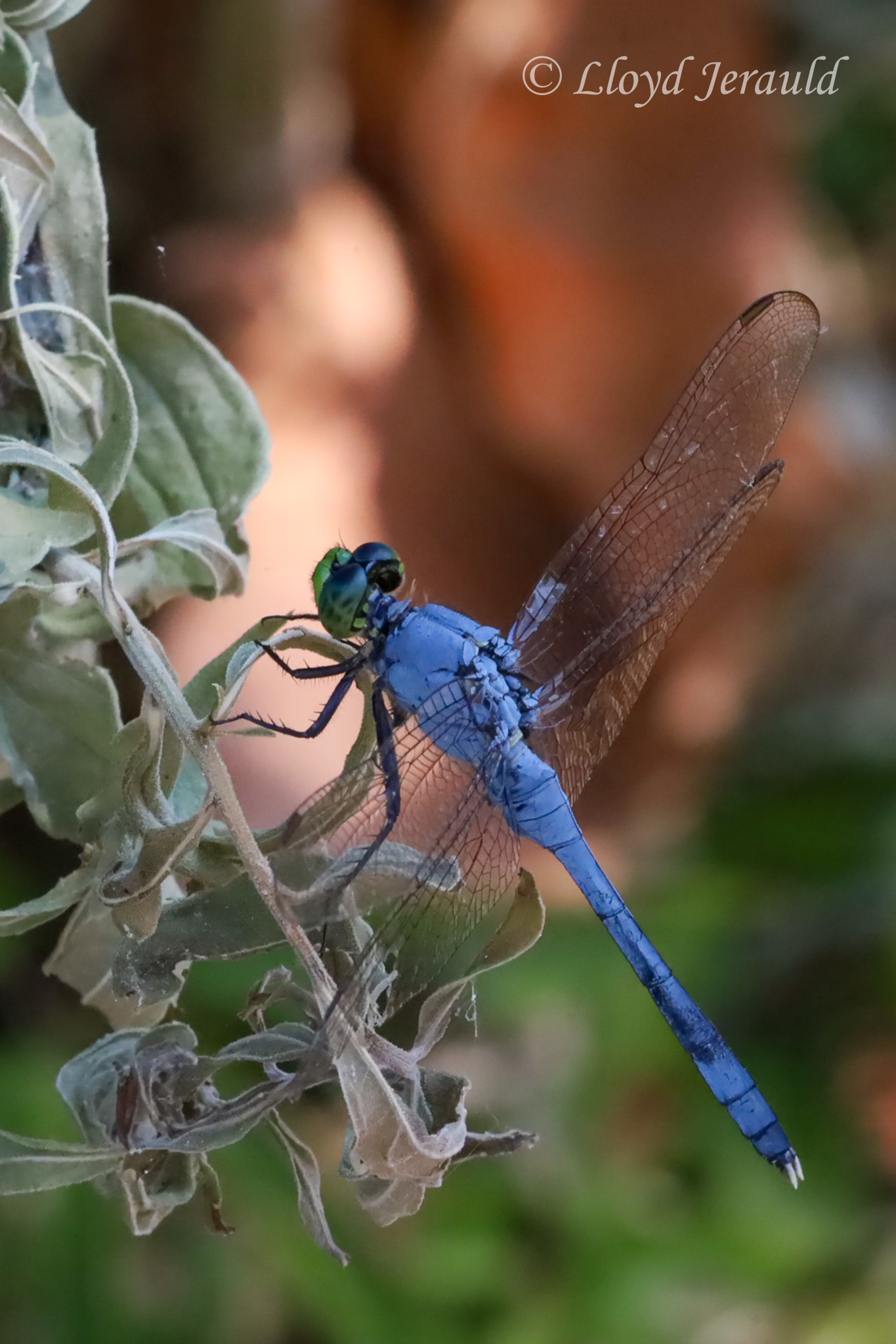 Photos by Lloyd – Photos of dragonflies in the Eastern US