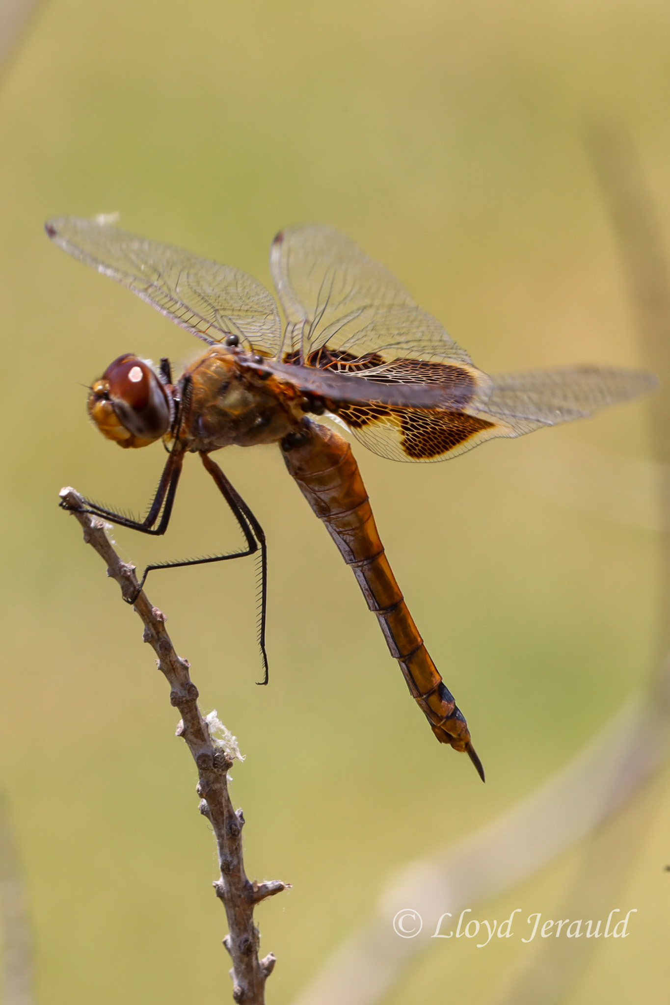 Photos by Lloyd – Photos of dragonflies in the Eastern US