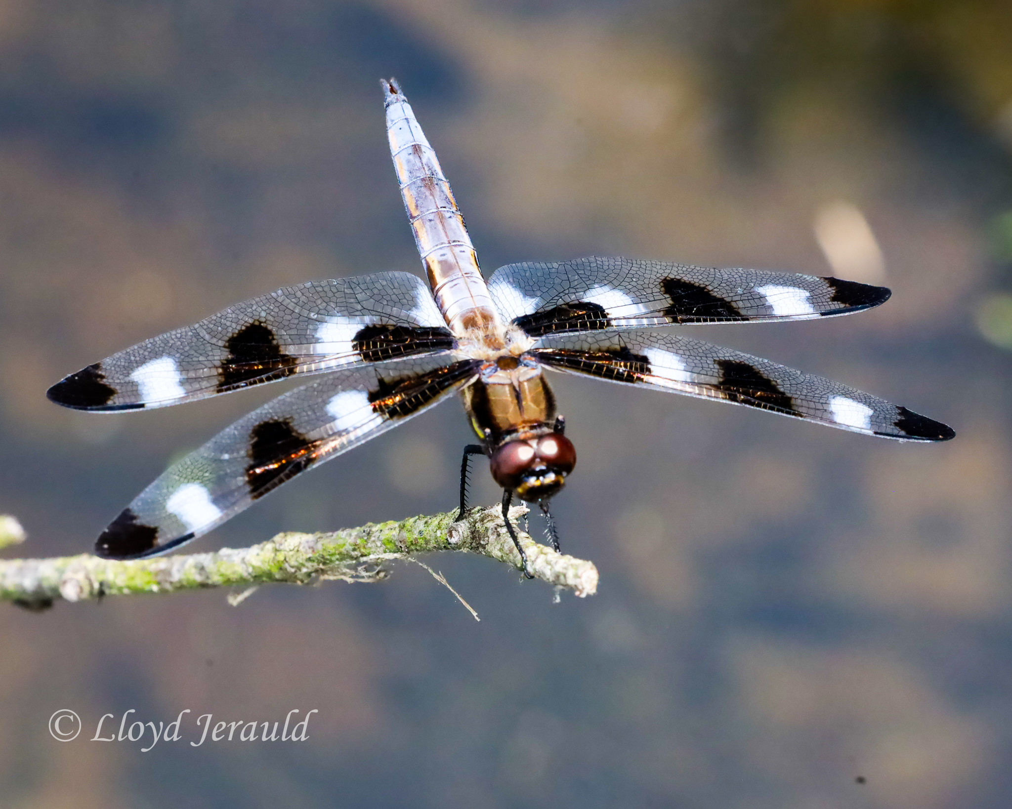 Twelve-spotted Skimmer – Photos by Lloyd